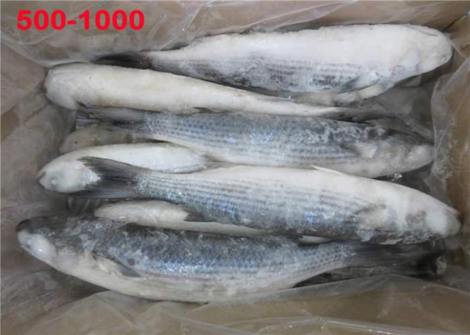 Whole Round Healthy BQF 500g 1000g Frozen Grey Mullet