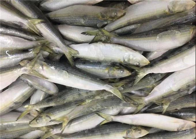 BQF Fresh Frozen Sardines