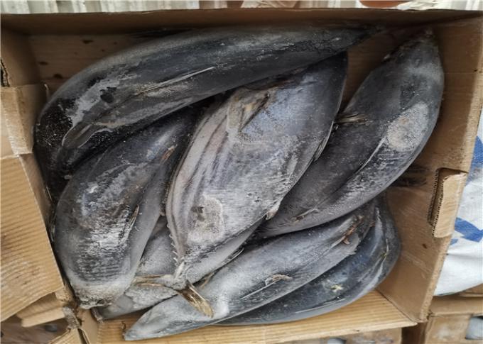 A Grade Healthy Frozen Skipjack Tuna For Restaurant
