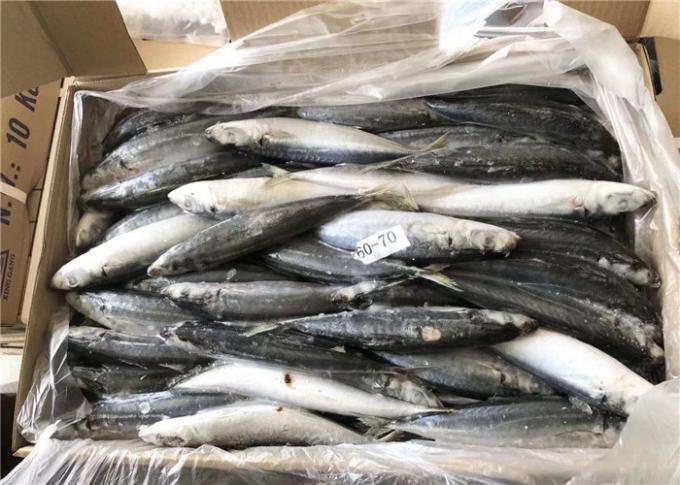 Purse Seine Catch 60g 70g Bulk BQF Frozen Fishing Bait