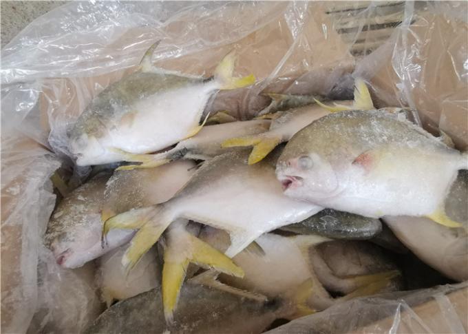 Whole Round 300G 400G 3ppm Histamine Frozen Pompano Fish
