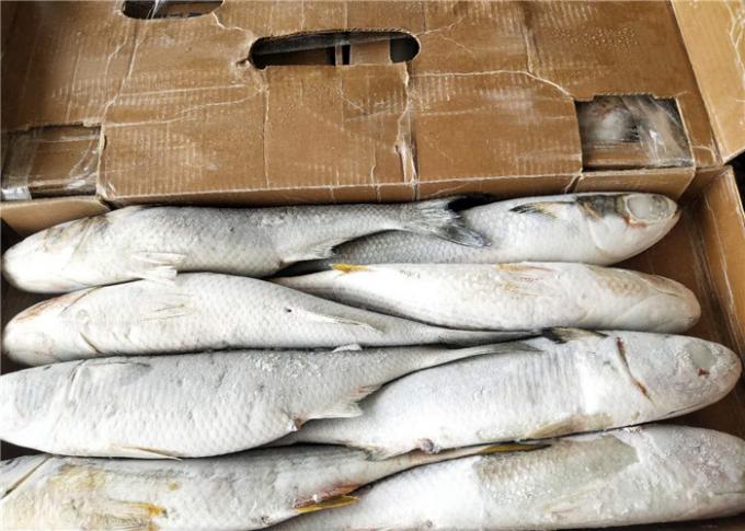 100% Net Weight Fresh 600g 700g Frozen Grey Mullet