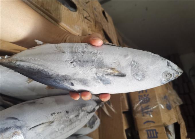 Whole Round Frozen Skipjack Tuna