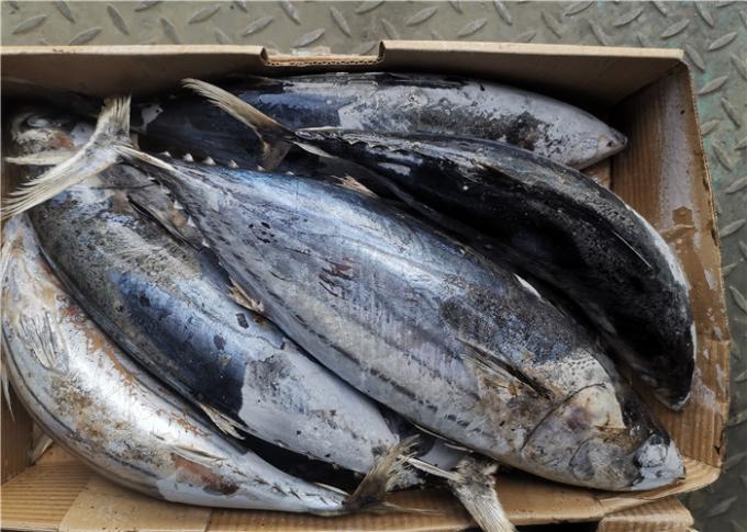 1.8kg Frozen Skipjack Tuna