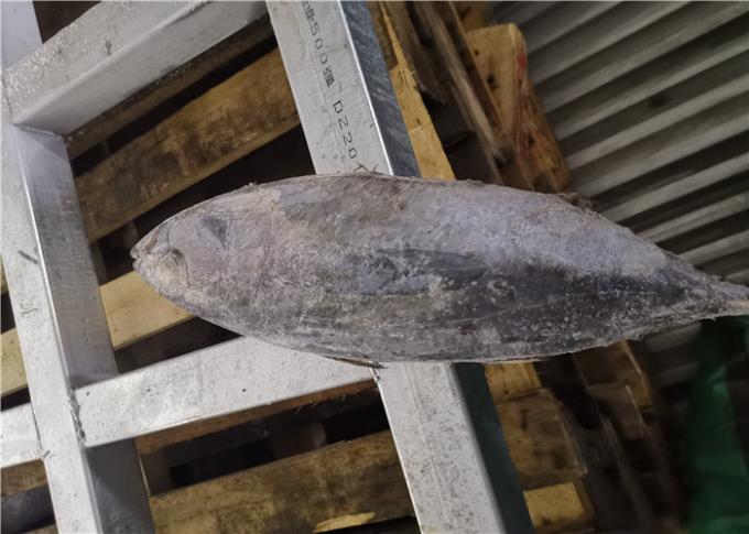 Whole Round Frozen Yellowfin Tuna