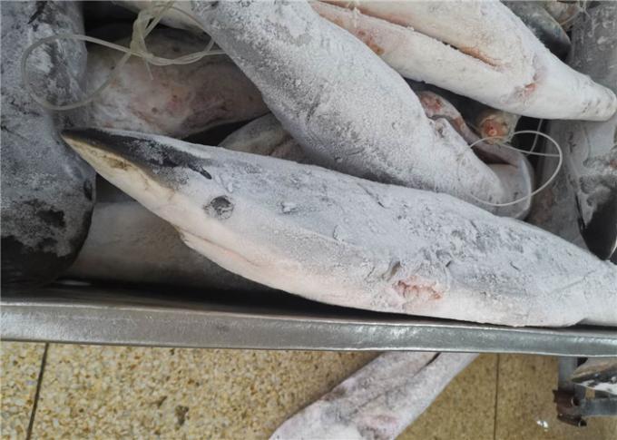 Delicious Seafrozen Sailfish 15kg 20kg Frozen Marlin