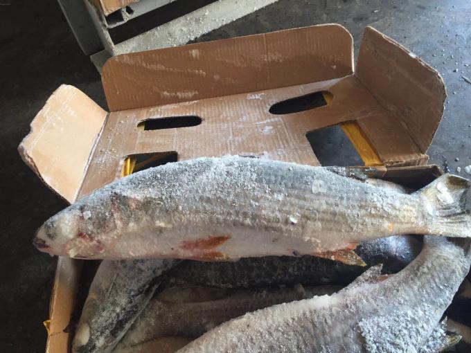 Gutted Frozen Grey Mullet
