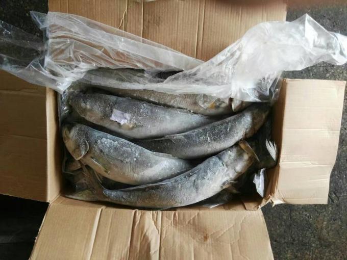 500g Frozen Grey Mullet