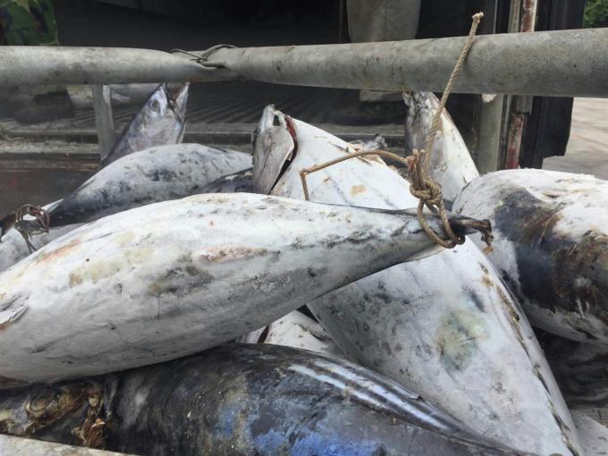 A Grade Whole Round 3.4kg IQF Frozen Skipjack Tuna