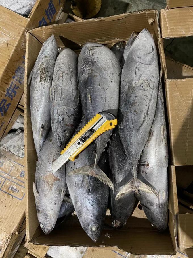 Bulk 500g up Auxis Thazard Freezing Bonito Fish for export