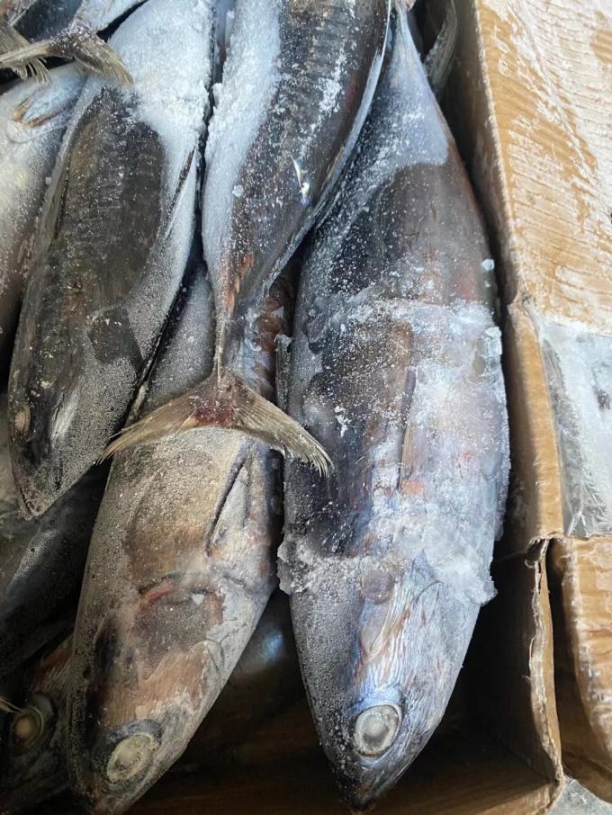 New Landing Delicious 100g 300g A＋ grade Frozen Bonito Fish for sale