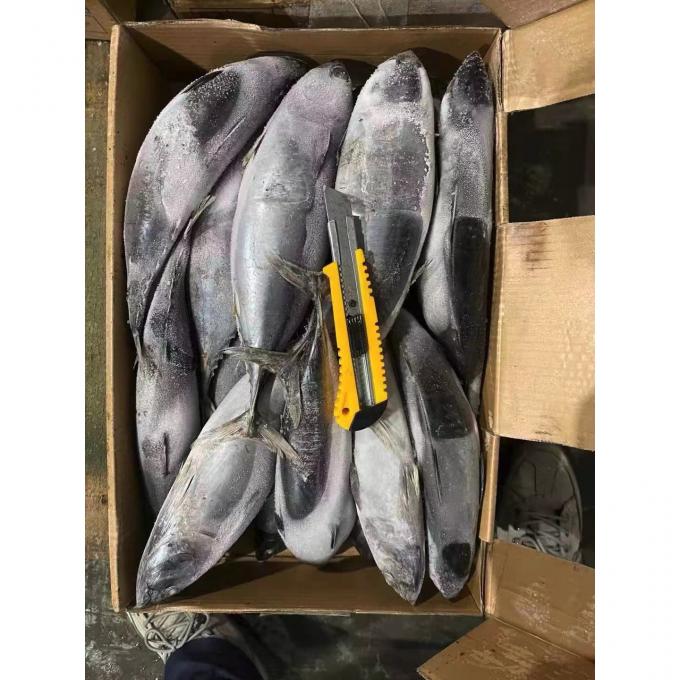 New Stock Tuna Whole Round 500g Sea Frozen Bonito Fish