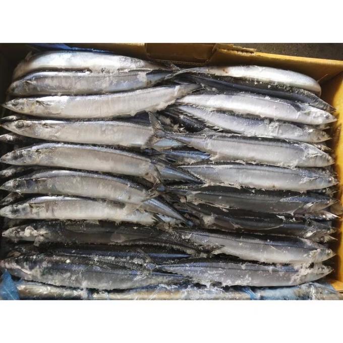 BRC Certified 3# BQF Sea Frozen Pacific Saury Fish