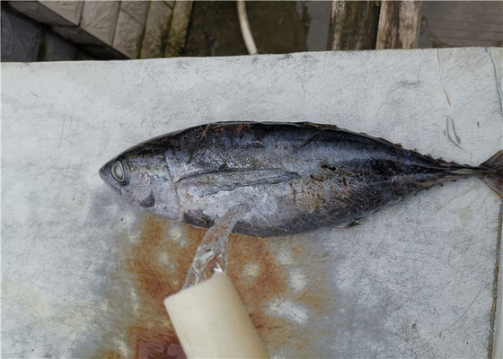 Whole Round Frozen Yellowfin Tuna