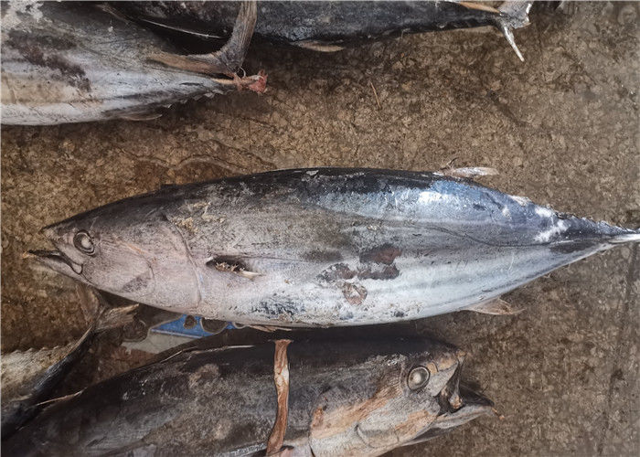 A Grade Natural Color 1.8kg 3.4kg Frozen Skipjack Tuna