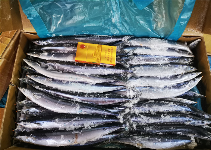 High Protein 70g 90g #3 Fresh Pacific Saury For Bait Fish