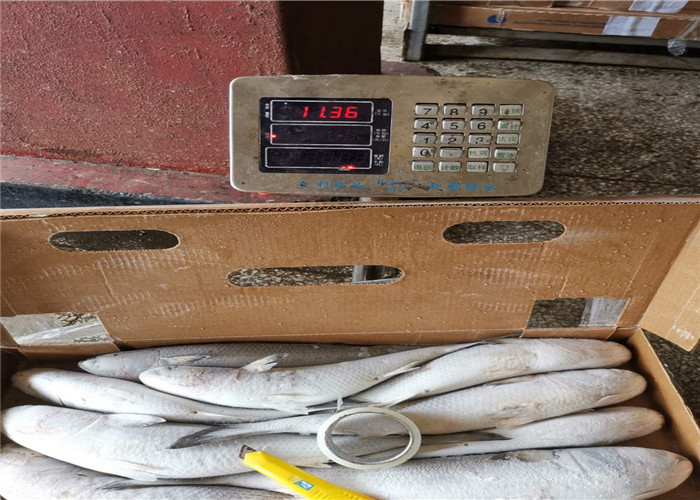 Gutted Block Quick Frozen 500g 1000g Fresh Grey Mullet