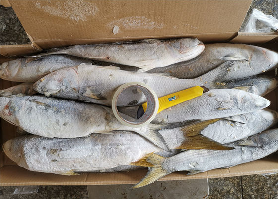 Gutted Block Quick Frozen 500g 1000g Fresh Grey Mullet