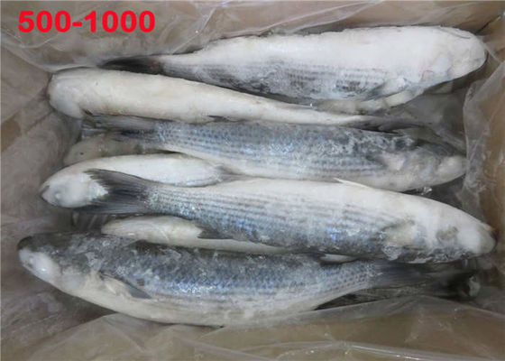 Whole Round Healthy BQF 500g 1000g Frozen Grey Mullet