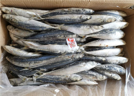 75g Round Scad Mackerel Fish Whole Frozen Fishing Bait