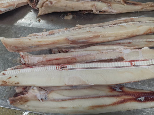 2kg Sail Fish IQF Freezing Seafood HGT Frozen Marlin bone