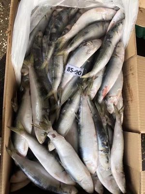 BQF / IQF Frozen Sardine Fish , 70/80pcs 80/90pcs Fresh Frozen Seafood